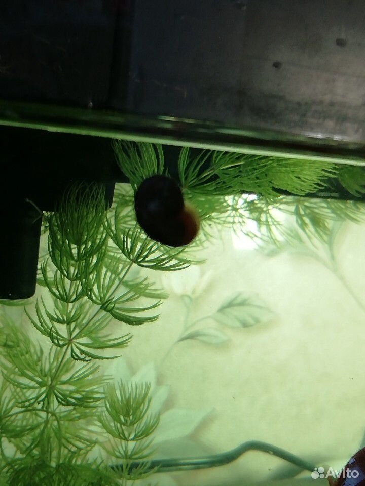 Улитки катушки