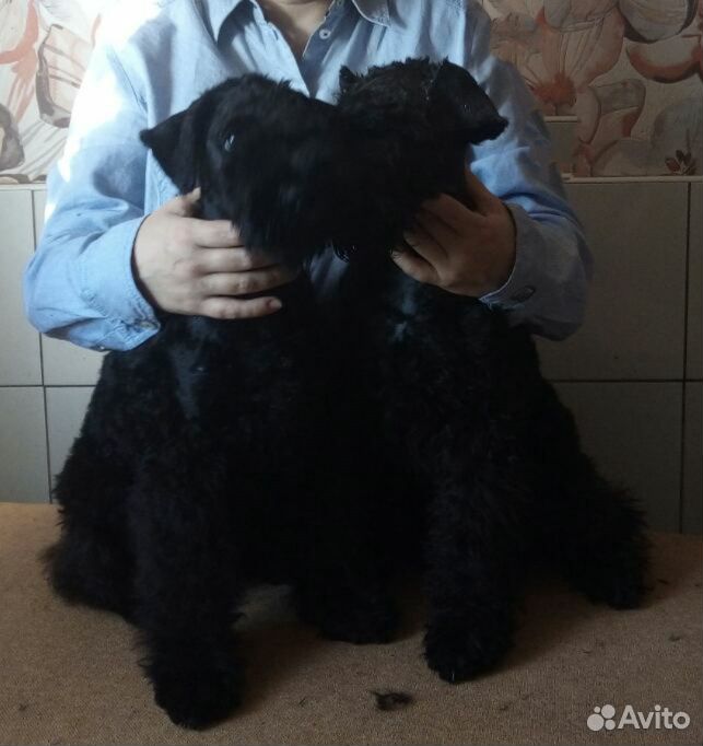 Я керри-блю-терьер необыкновенная собака