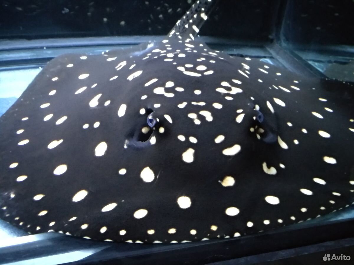 Скат-Самка Леопольди