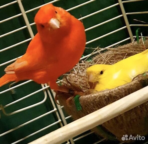 Кенары поют