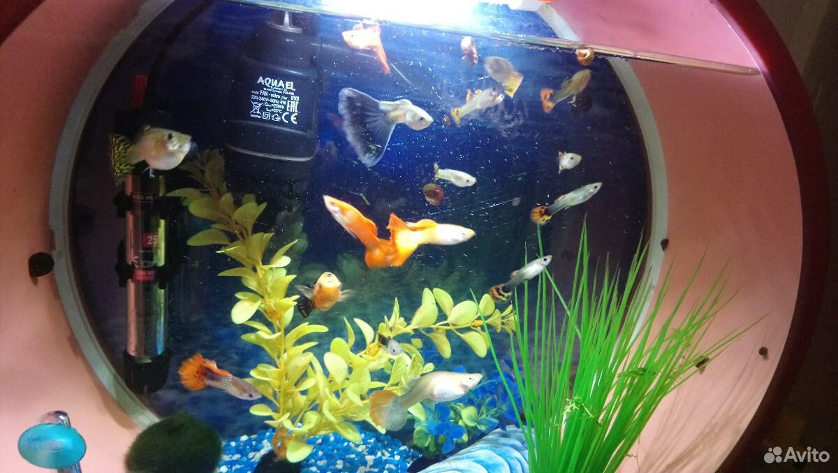 Подросшие мальки гуппи