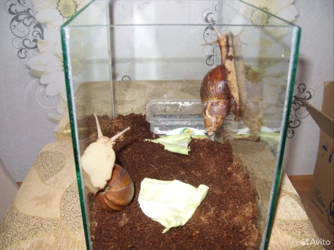 Улитки ахатины