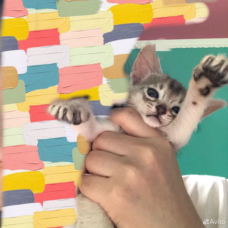 Абиссинские котята