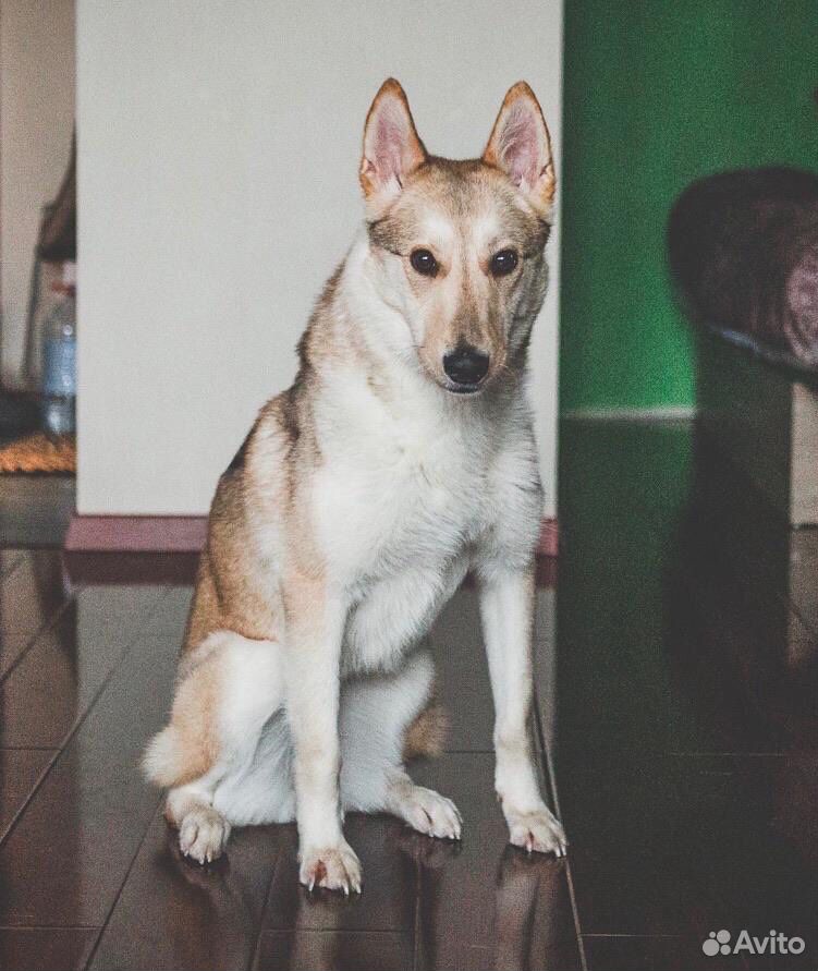 Собака Лапочка в поисках хозяина