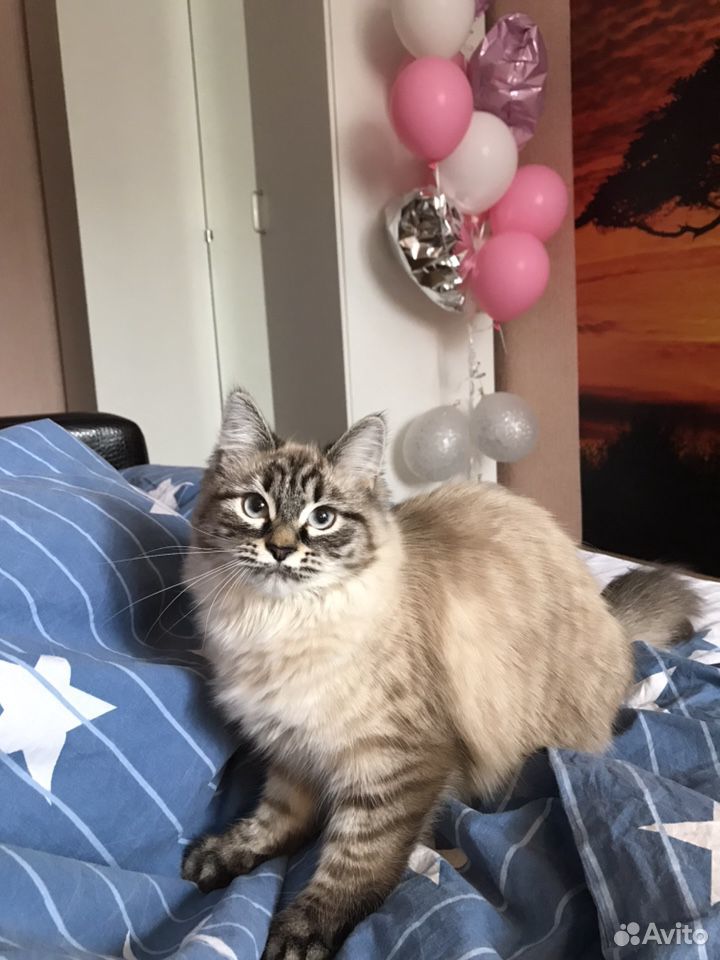 Невская маскарадная