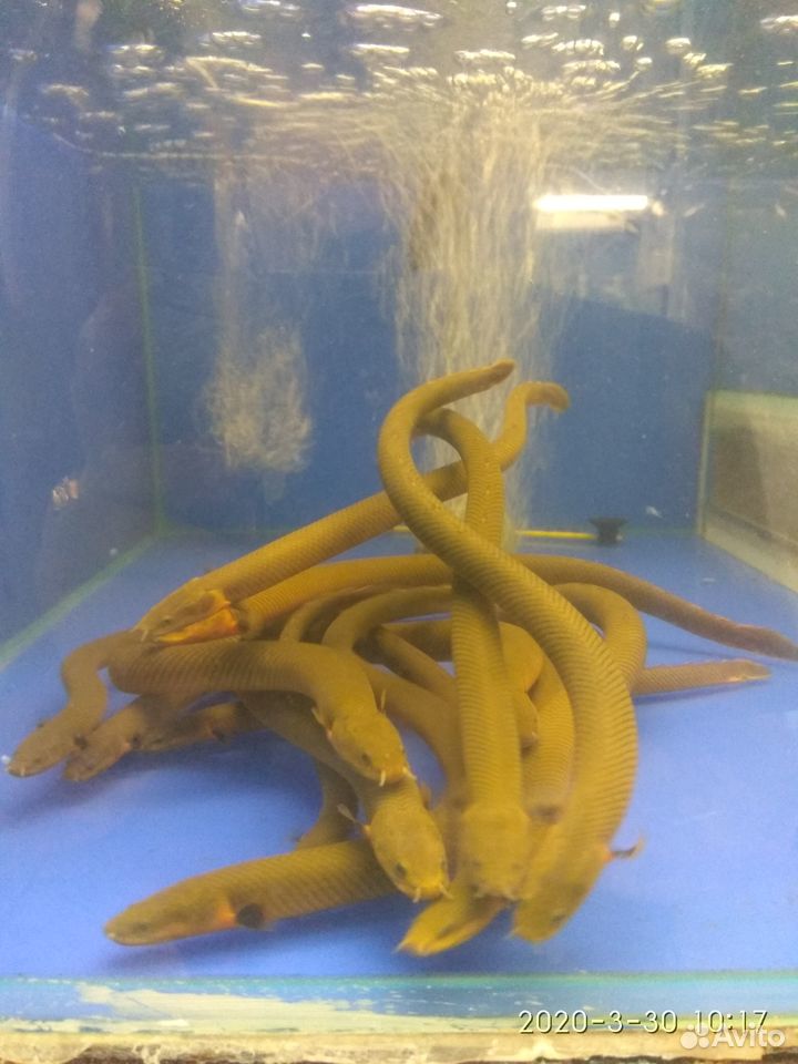 Калабарский Каламаихт