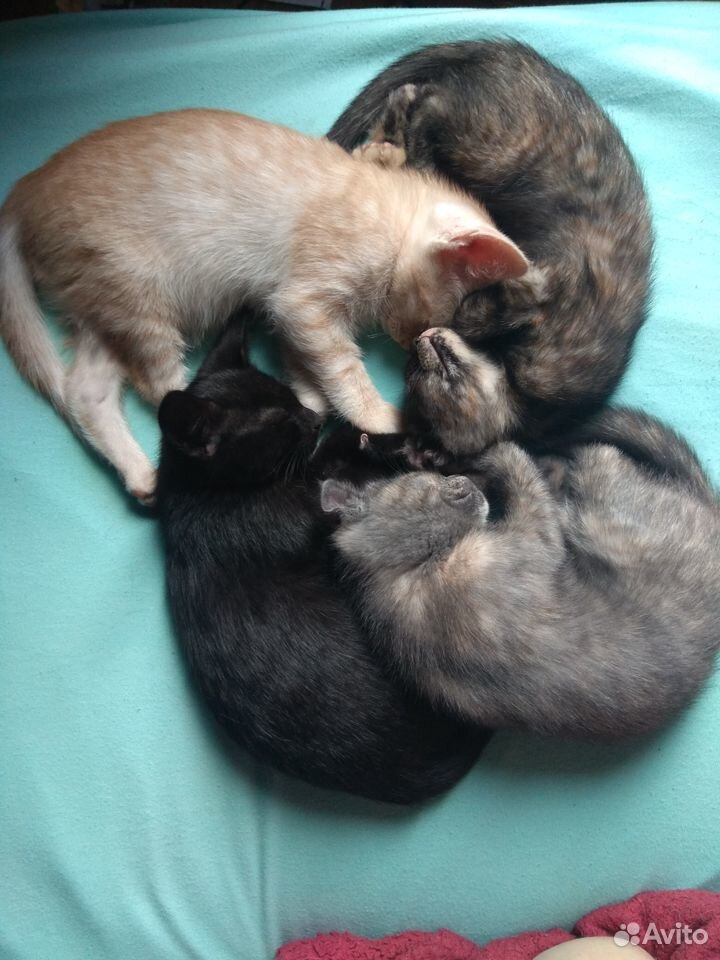 Котята Украинский левкой