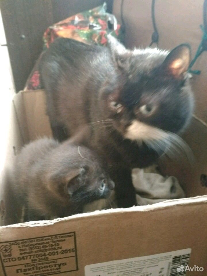 Котик в добрые руки