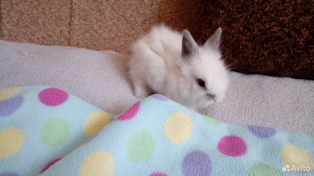 Декоративный кролик