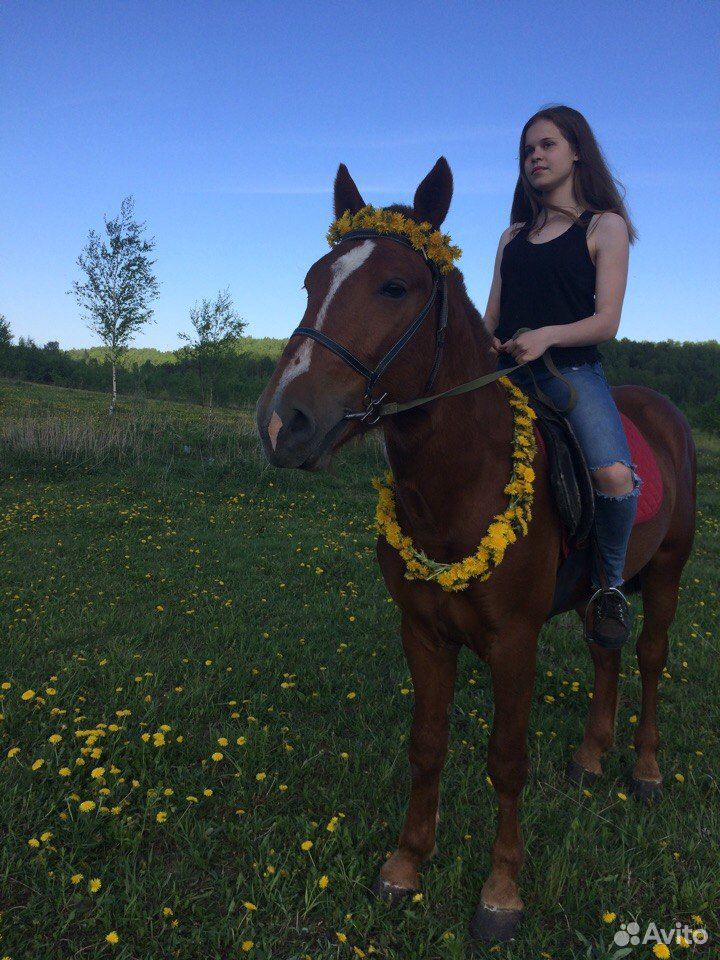 Лошадь жеребец