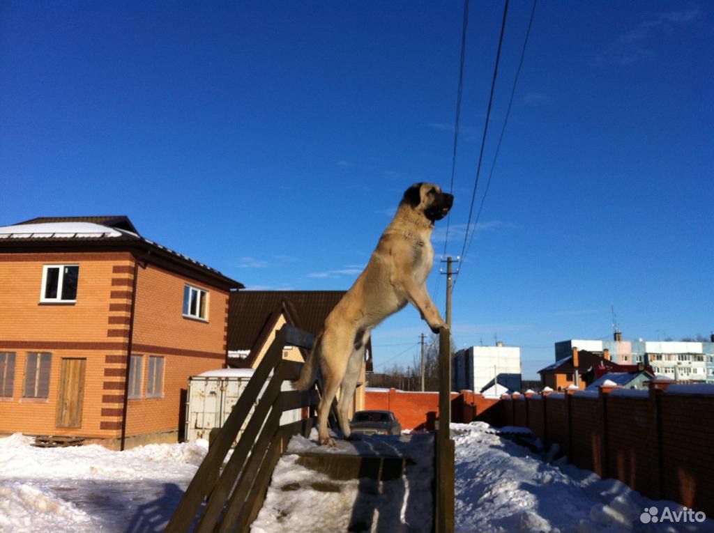 Щенки Кангала от Чемпиона мира