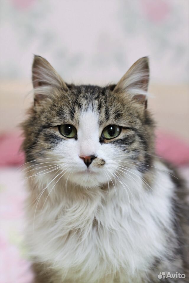 Вивьен, сибирская кошка в дар