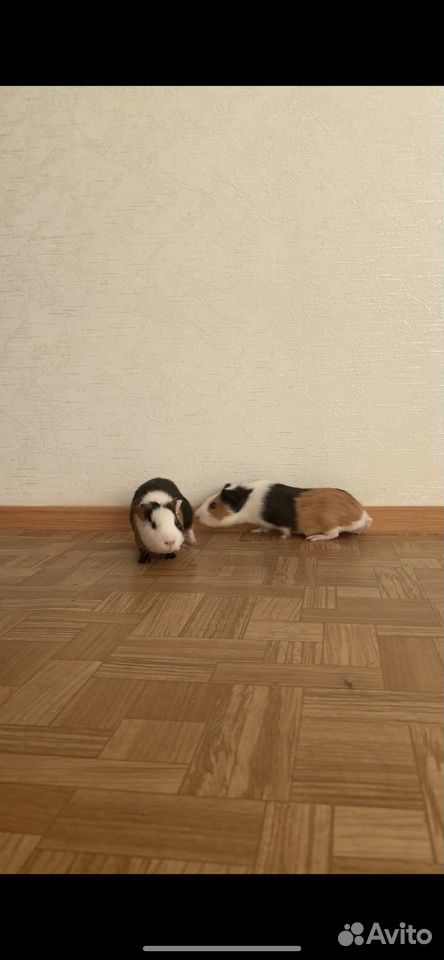 Отдаю даром в хорошие руки.Два мальчика.Звонить по