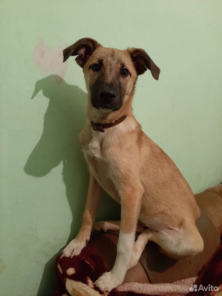 Щенок красивый