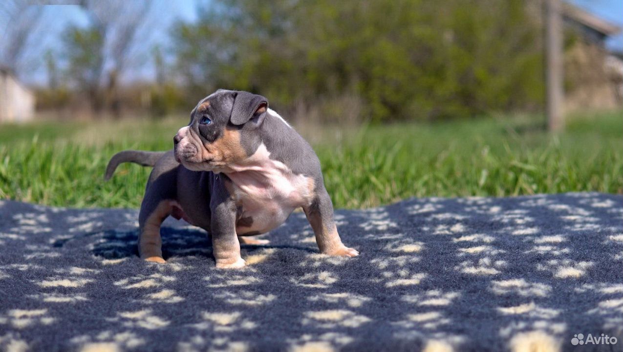 Амеркиканский Булли девочка красавица 6 недель