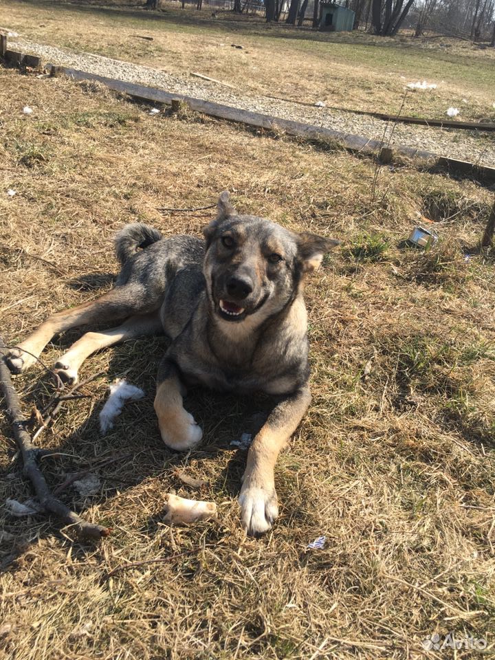 Девочка Соня ищет хозяина