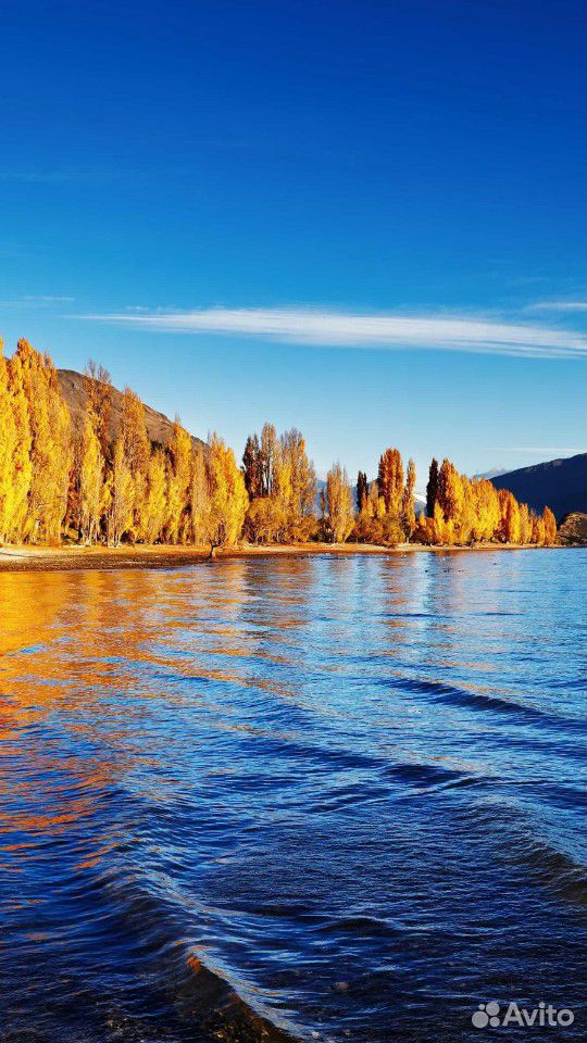 Хочем таксу за деньги карликовую или мини