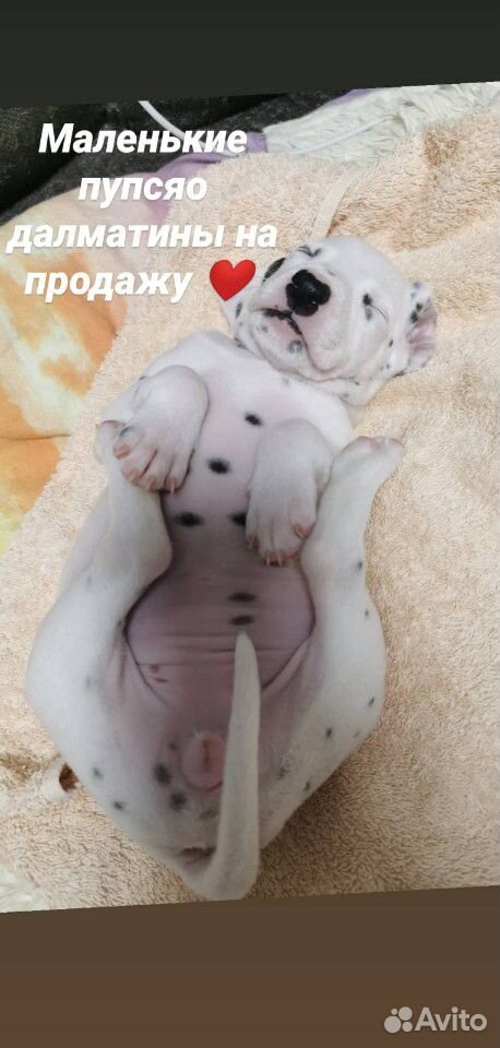 Две девочки Далматина