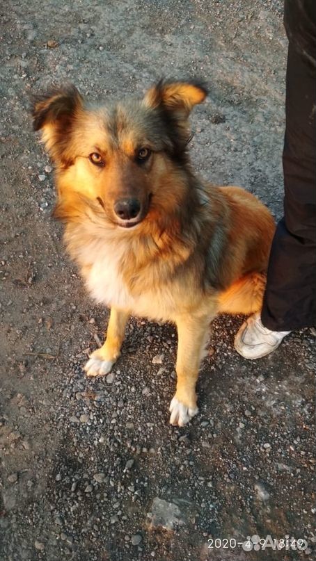 Собака - охраняка