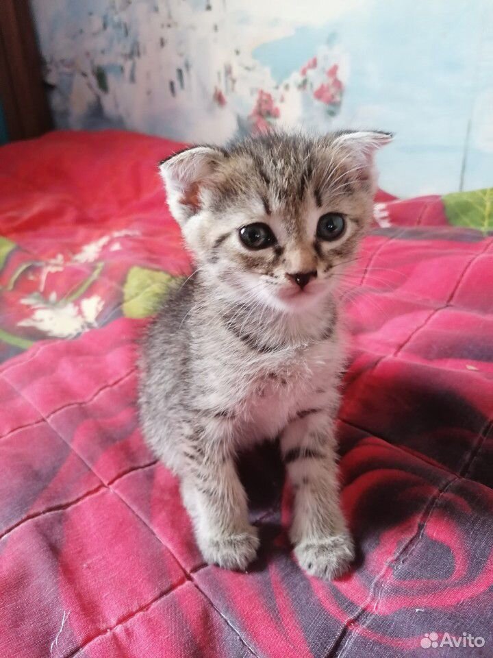 Вижлоухая британка