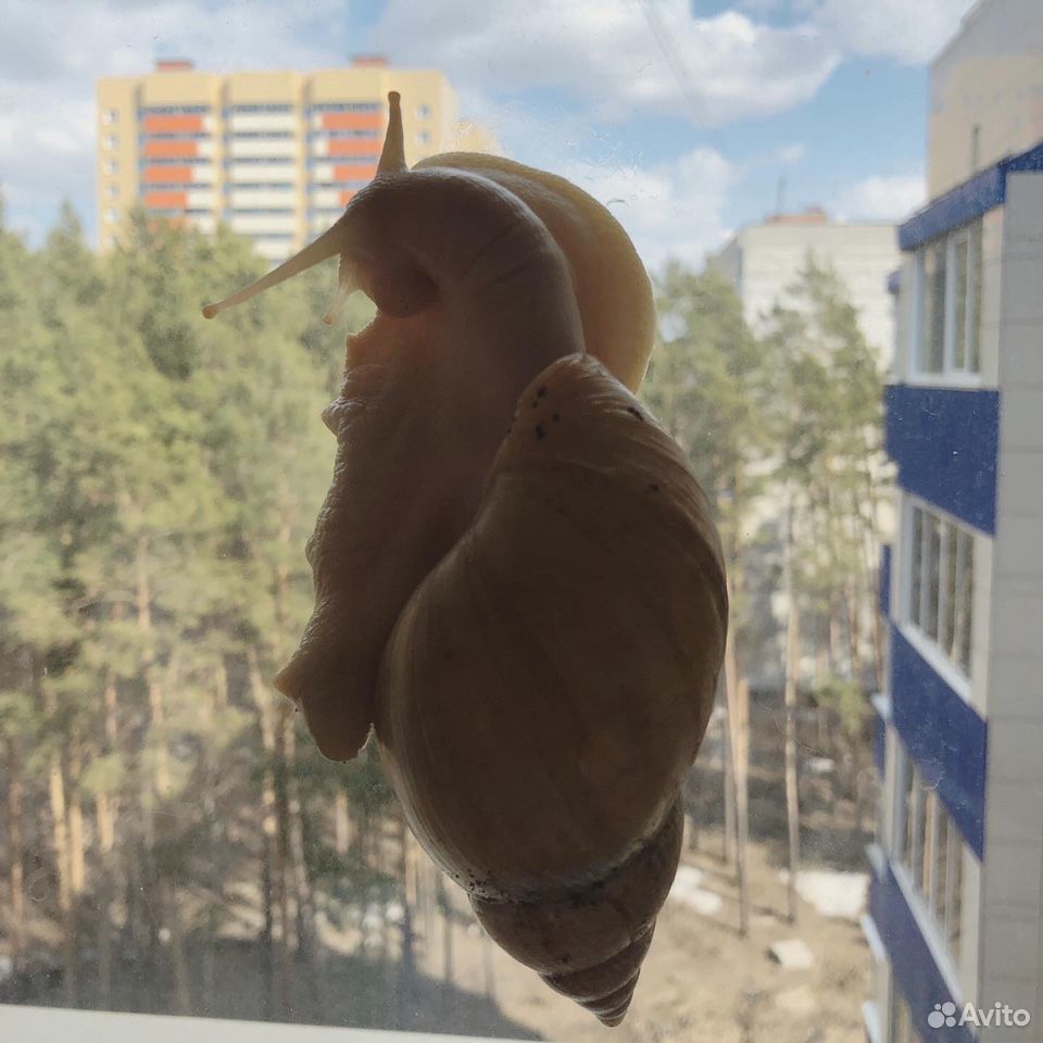 Улитка Ахатина