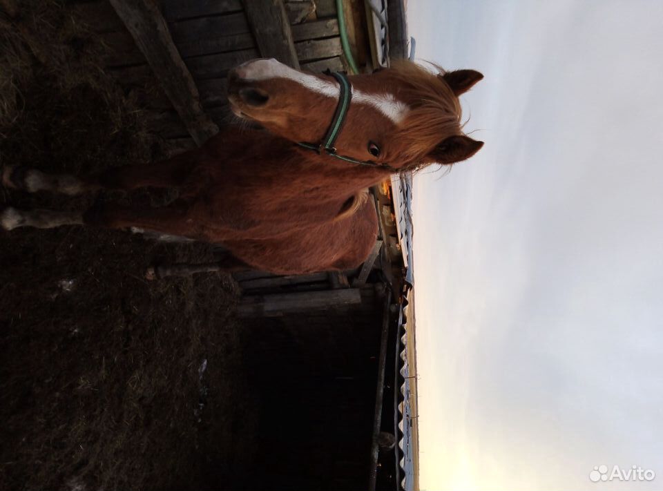 Годовалый жеребчик