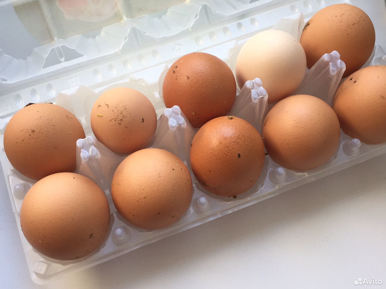 Яйцо домашнее. Мясо домашней птицы