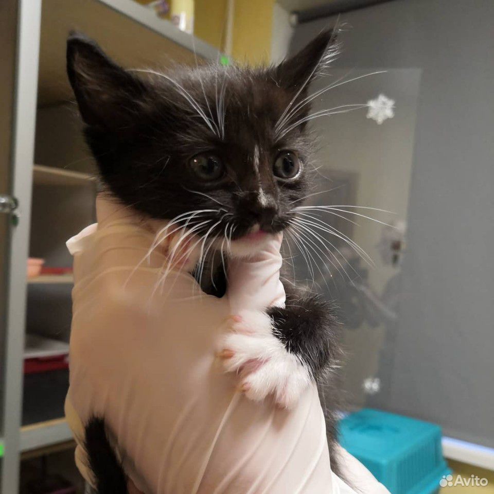 Котята в дар