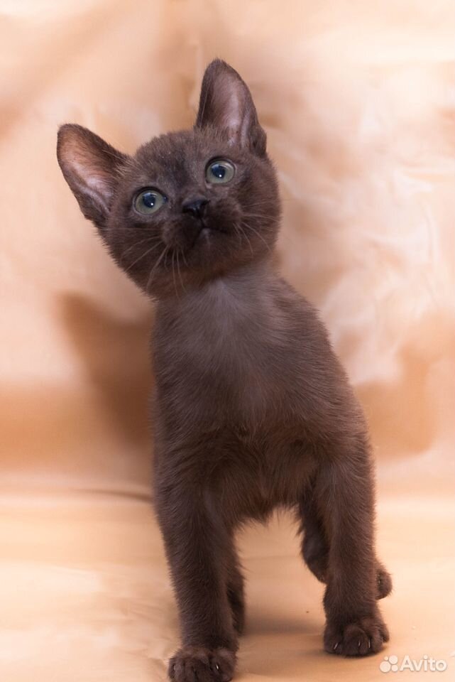 Девочки и мальчики окрас соболь и шоколадка