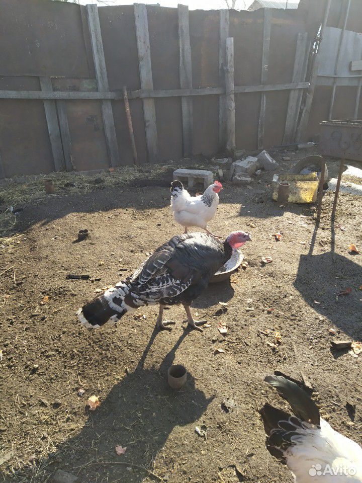 Индюк