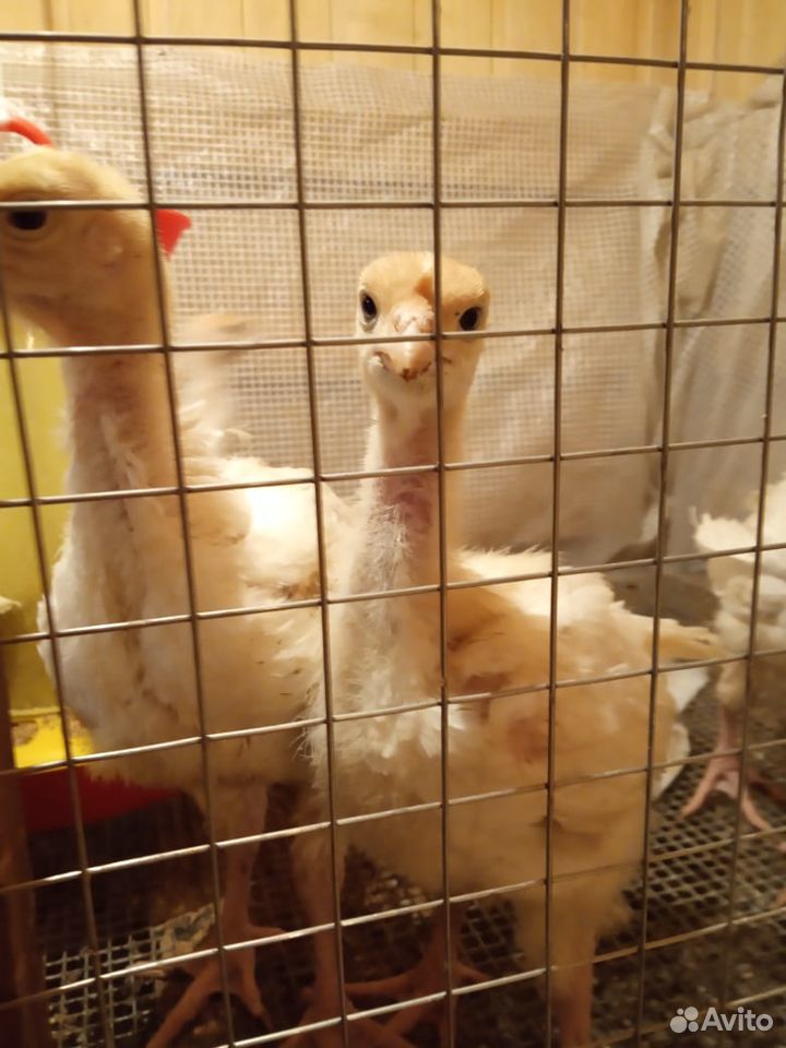 Индюшата двухнедельные Хайбрид