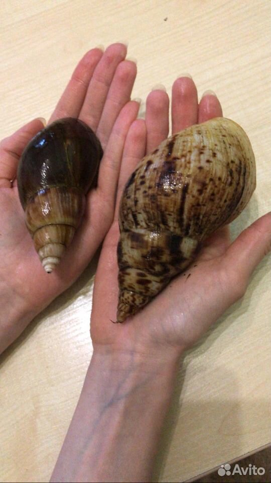 Улитка Ахатина Ретикулята альбино боди