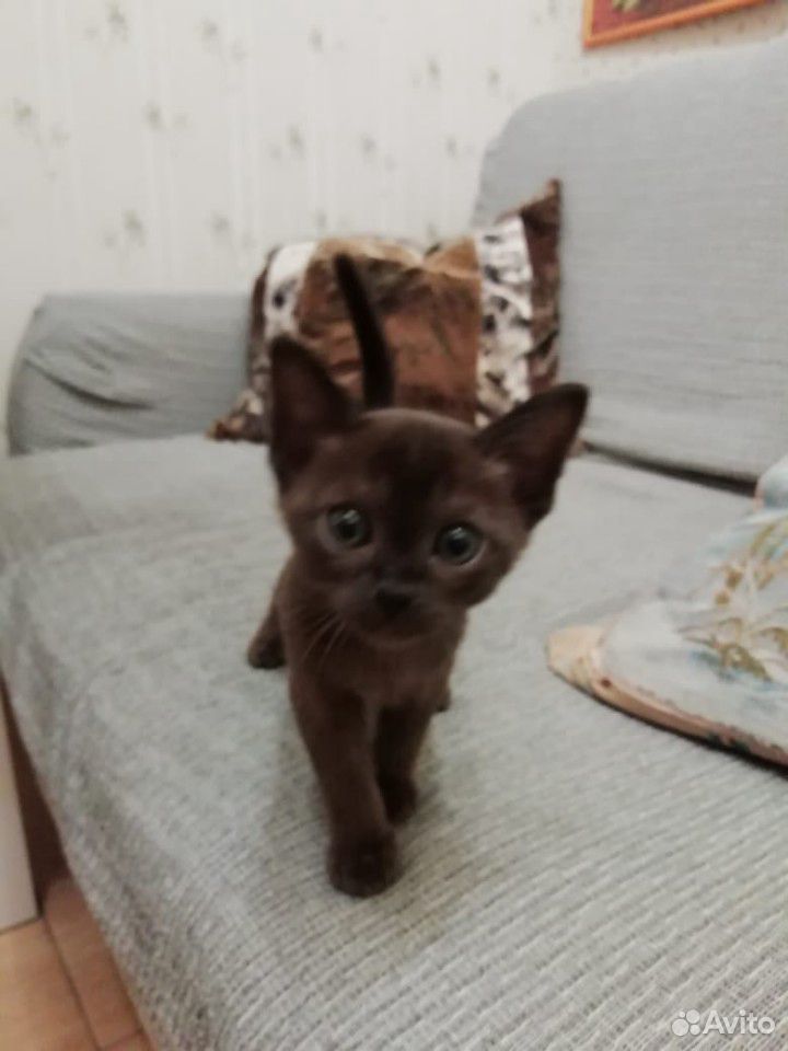 Бурманский котёнок Лаки