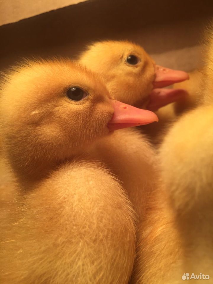 Утята, утята мускусной утки, гусята