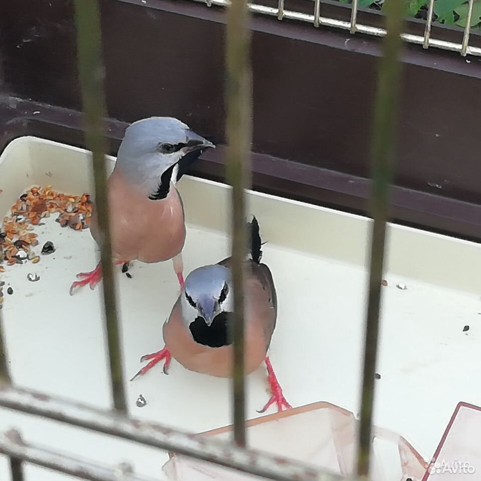 Амадины рисовые и короткохвостые и зебровые