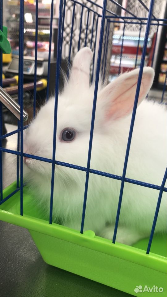 Нужен жених