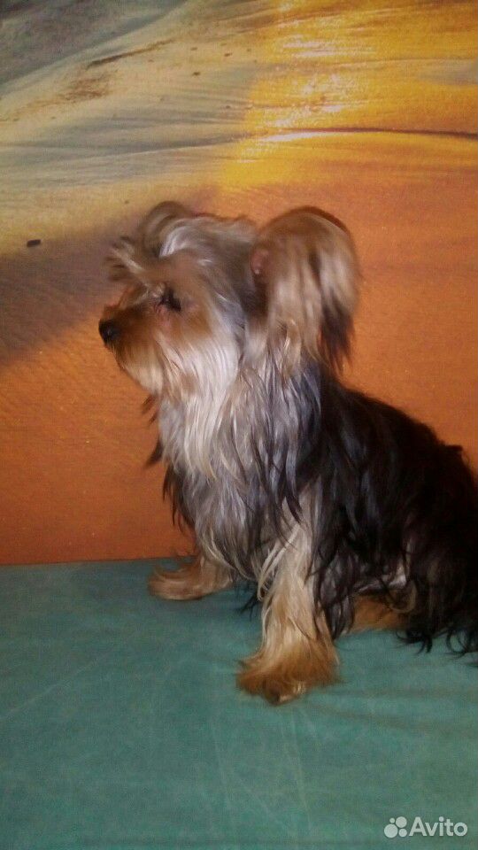 Йоркширский терьер