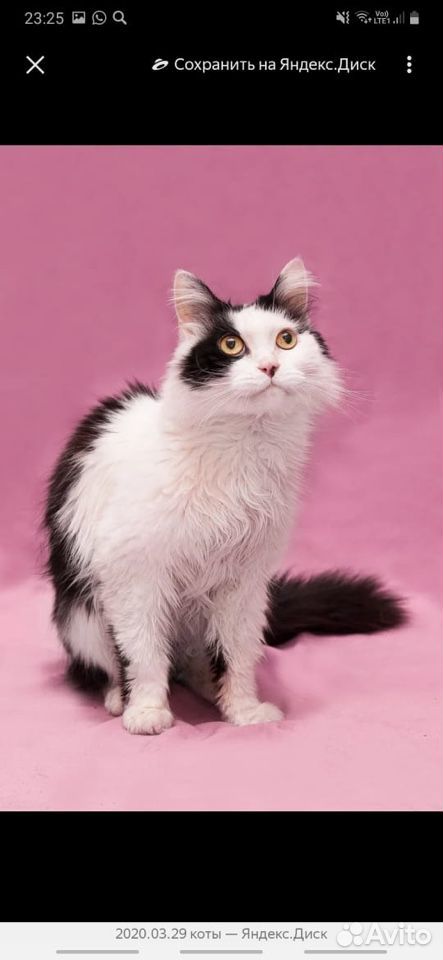 Шикарный котик Митя ждёт Вас