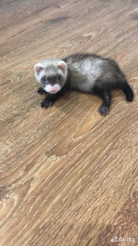 Продам щенка Хорька