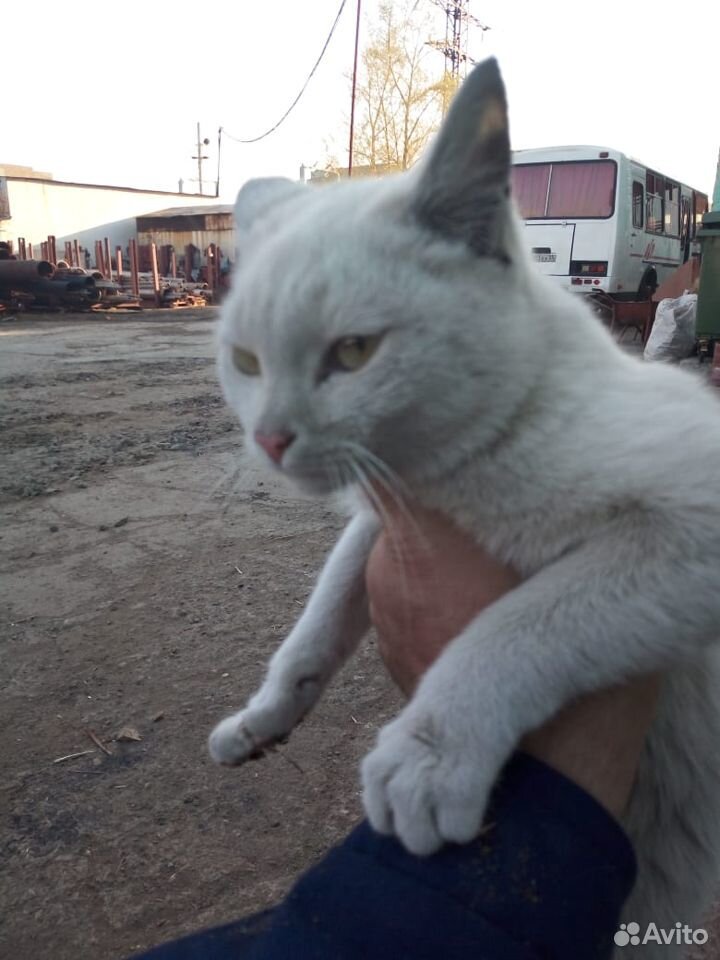 Кошка белая