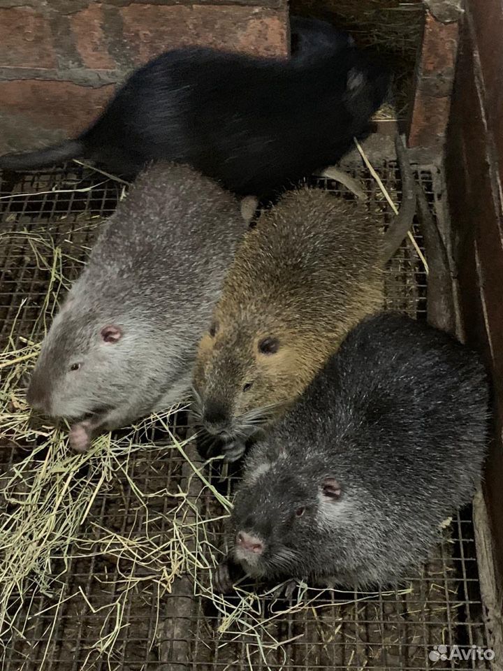 Продам нутрии для разведения