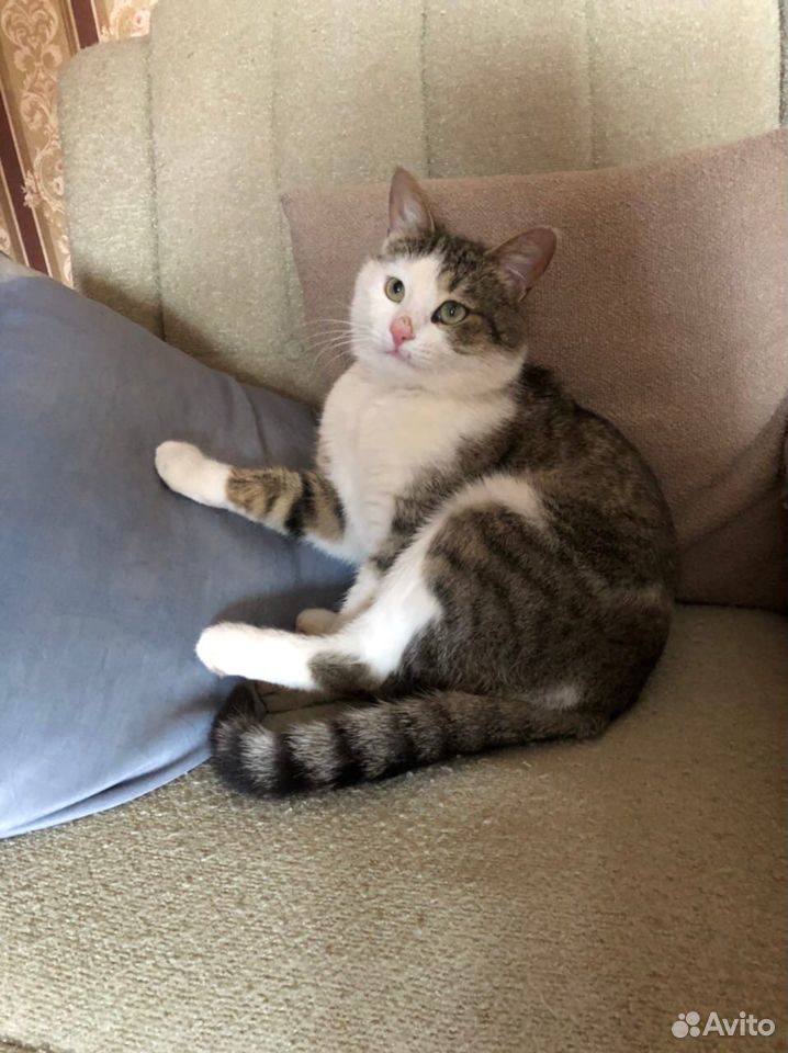 Отдам котика