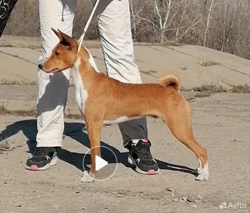 Басенджи