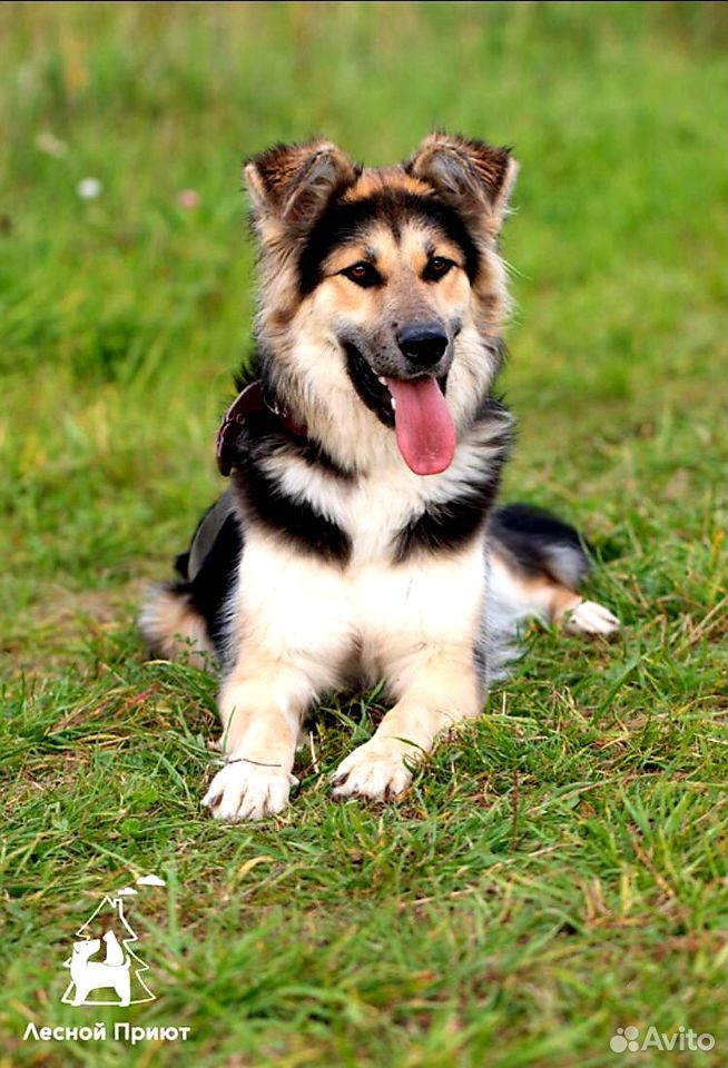 Солнечная собака Зена ждёт вас