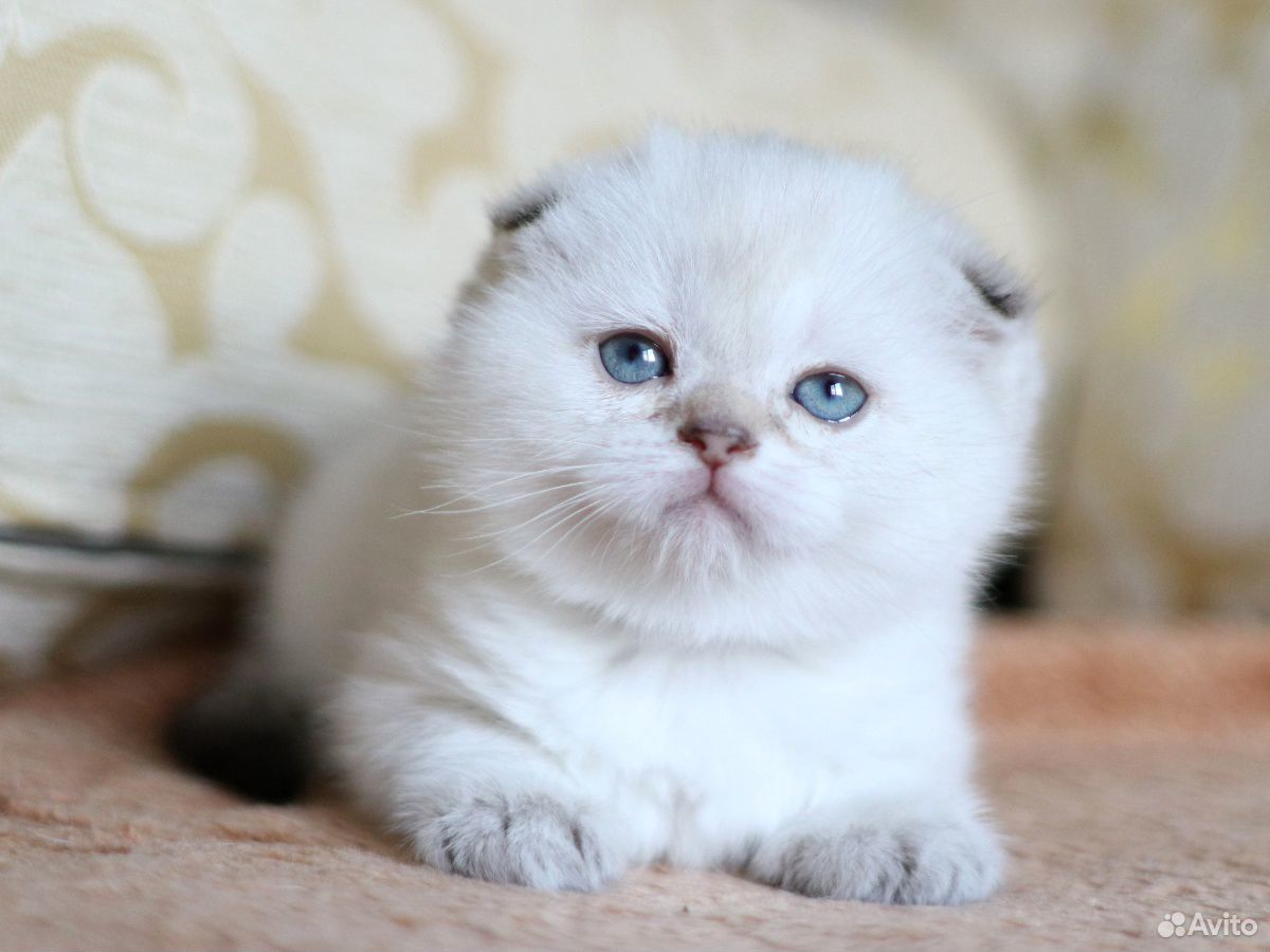 Шикарная вислоухая кошечка шиншилла пойнт