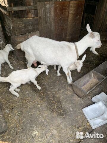 Отдам козлят