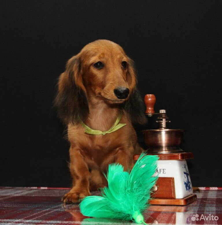 Мальчик на диван - такса миниатюрная д/ш