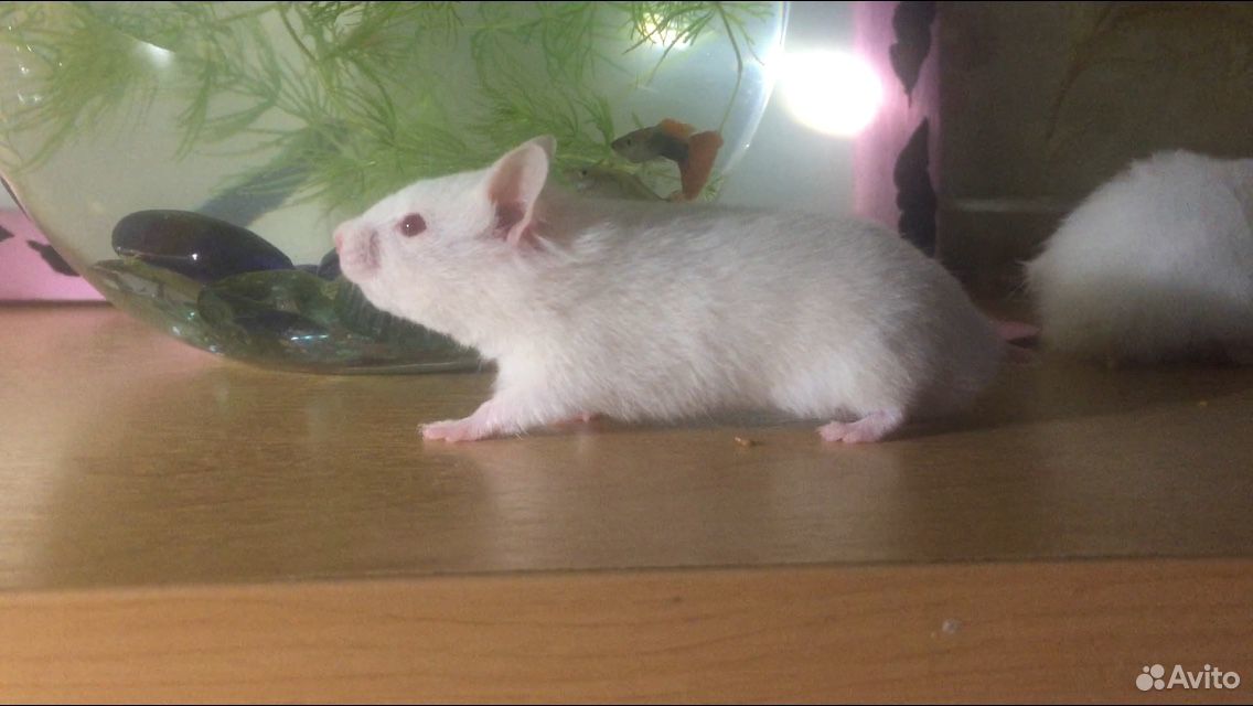 Хомячки