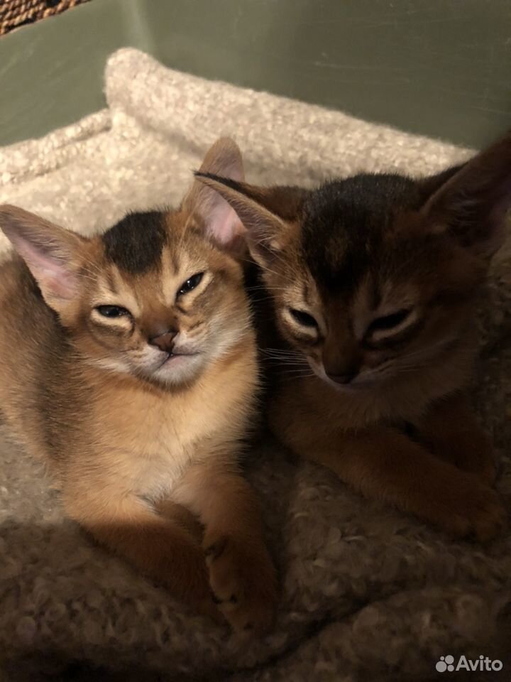 Абиссинские котята, девочки