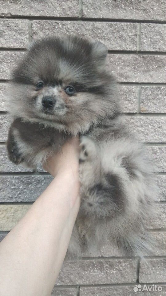 Шпиц голубой мерле девочка